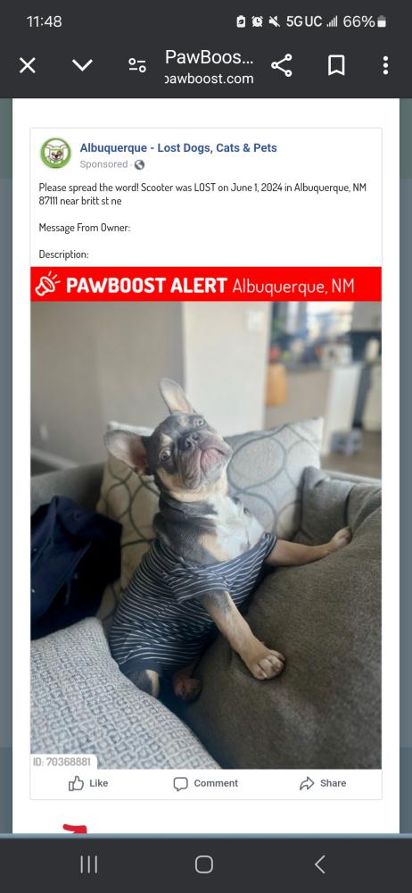 Lost Dog French Bulldog in ALBUQUERQUE, NM - Lost My Doggie