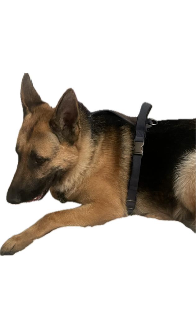 Found Dog German Shepherd in OAKLAND, CA - Lost My Doggie