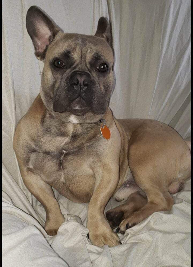 Lost Dog French Bulldog in ENOLA, PA - Lost My Doggie