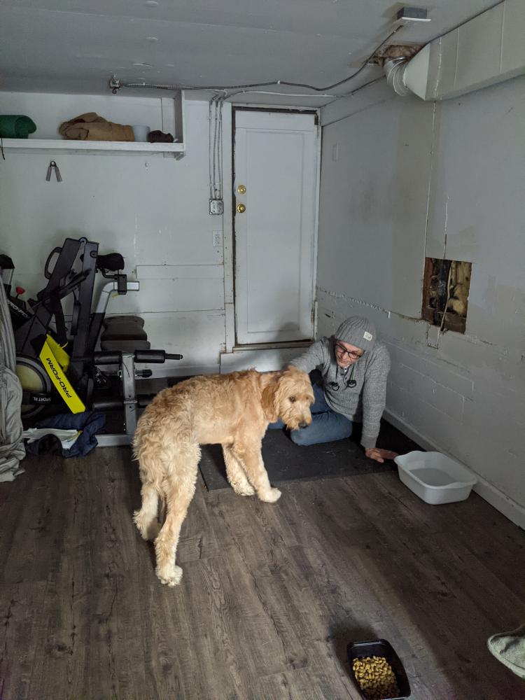 Found Dog Poodle in LYNNWOOD, WA - Lost My Doggie