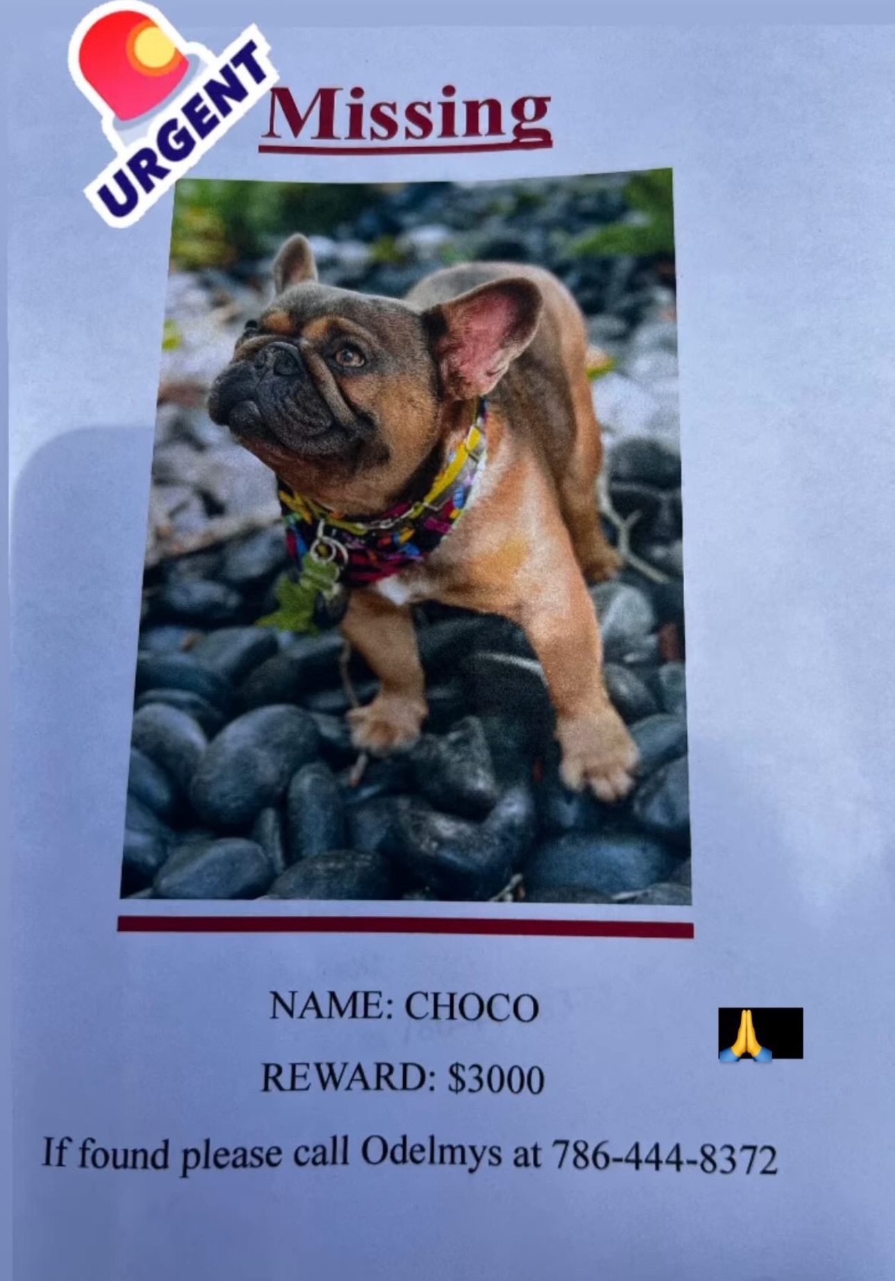 Lost Dog French Bulldog in MIAMI, FL - Lost My Doggie