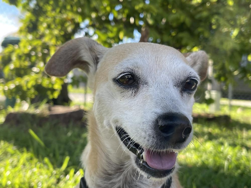 Lost Dog Chinese Crested in MIAMI, FL - Lost My Doggie