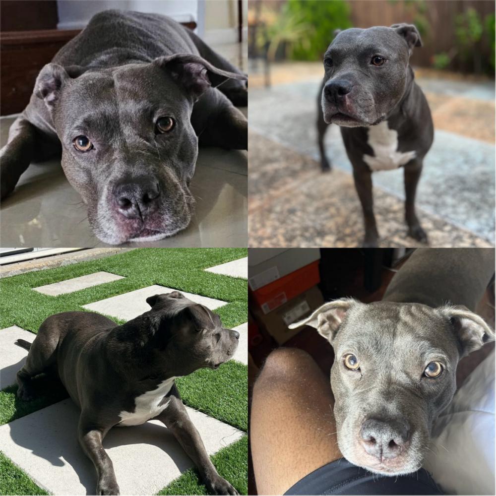 Lost Dog Pit Bull in MIAMI, FL - Lost My Doggie