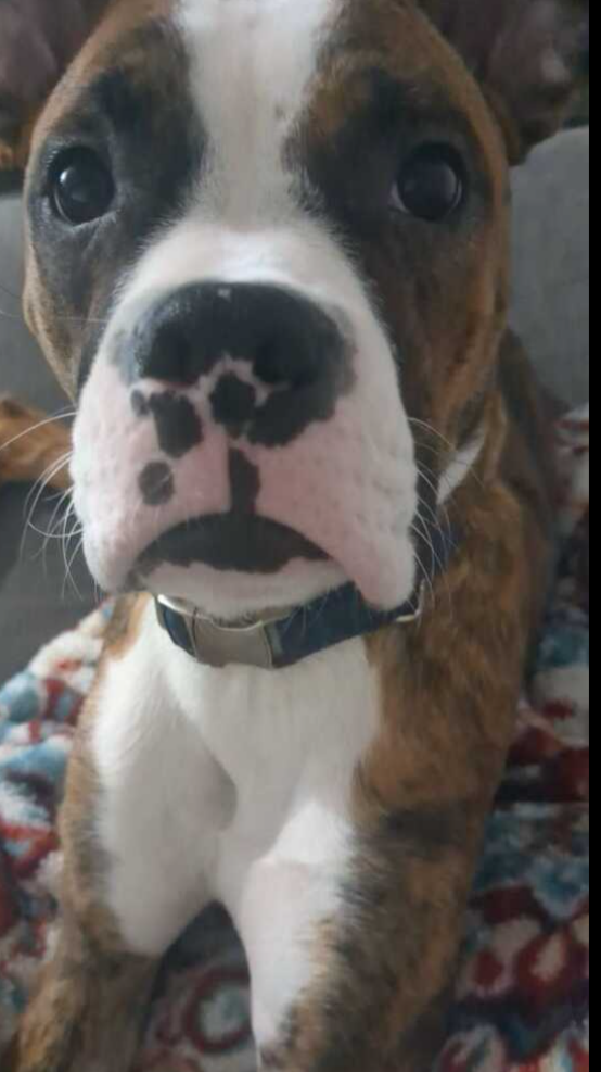 Lost Dog Boxer in SUGAR LAND, TX - Lost My Doggie