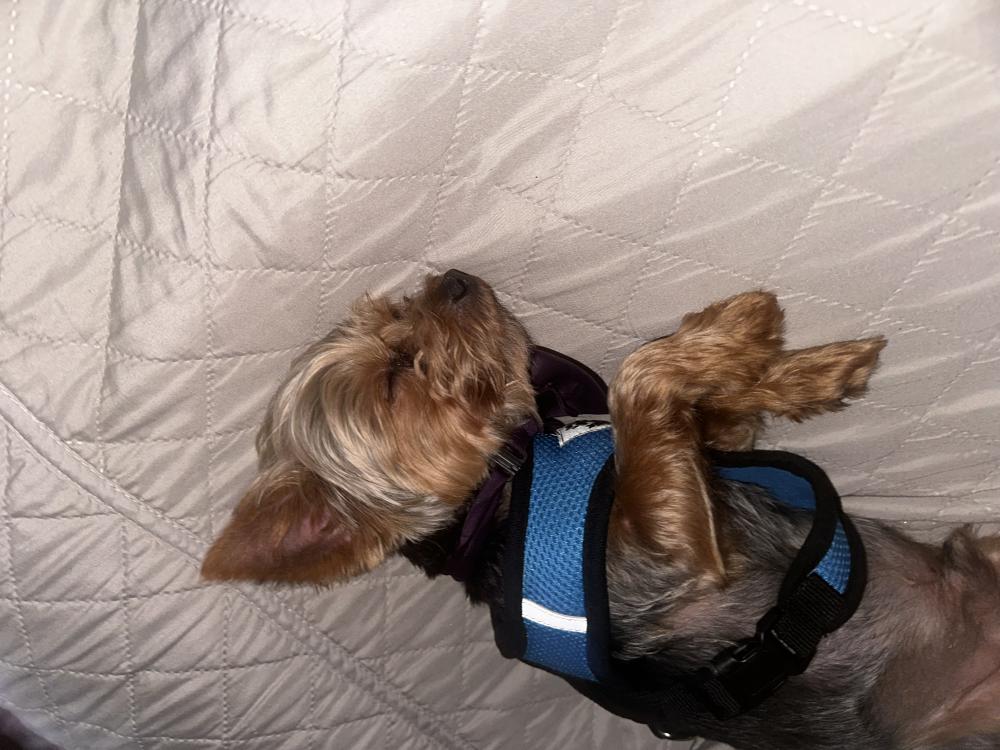 Lost Dog Yorkshire Terrier in MIAMI, FL - Lost My Doggie