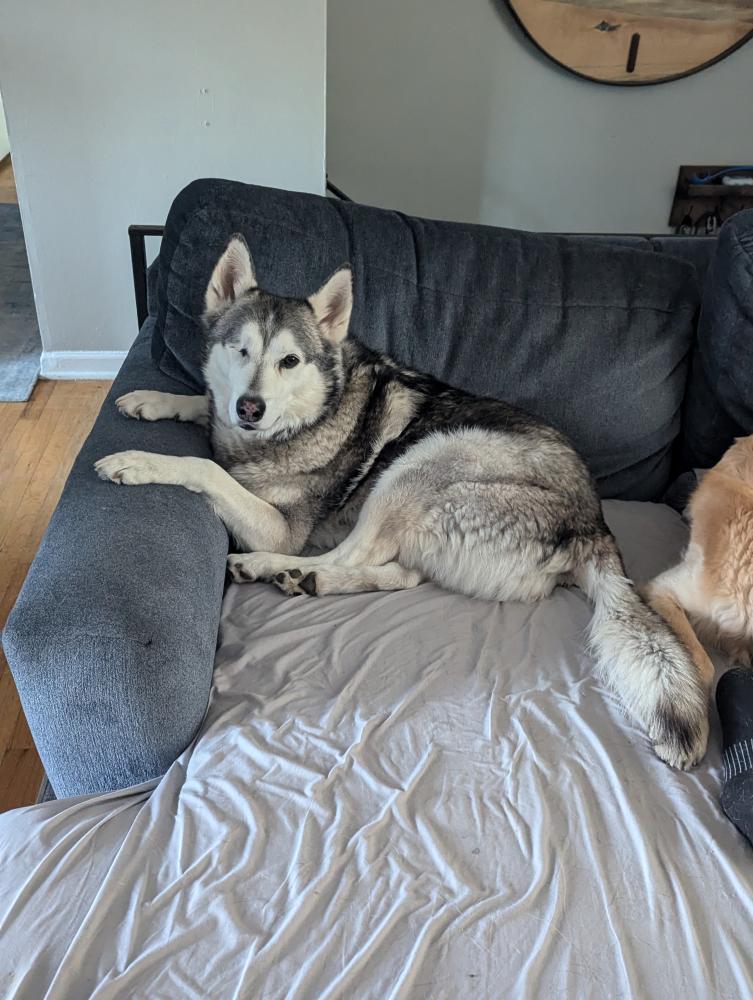 Lost Dog Siberian Husky in DENVER, CO - Lost My Doggie
