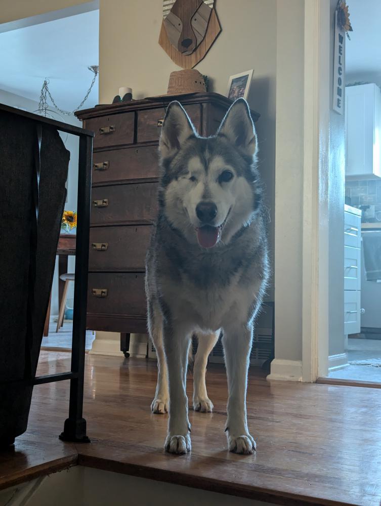 Lost Dog Siberian Husky in DENVER, CO - Lost My Doggie