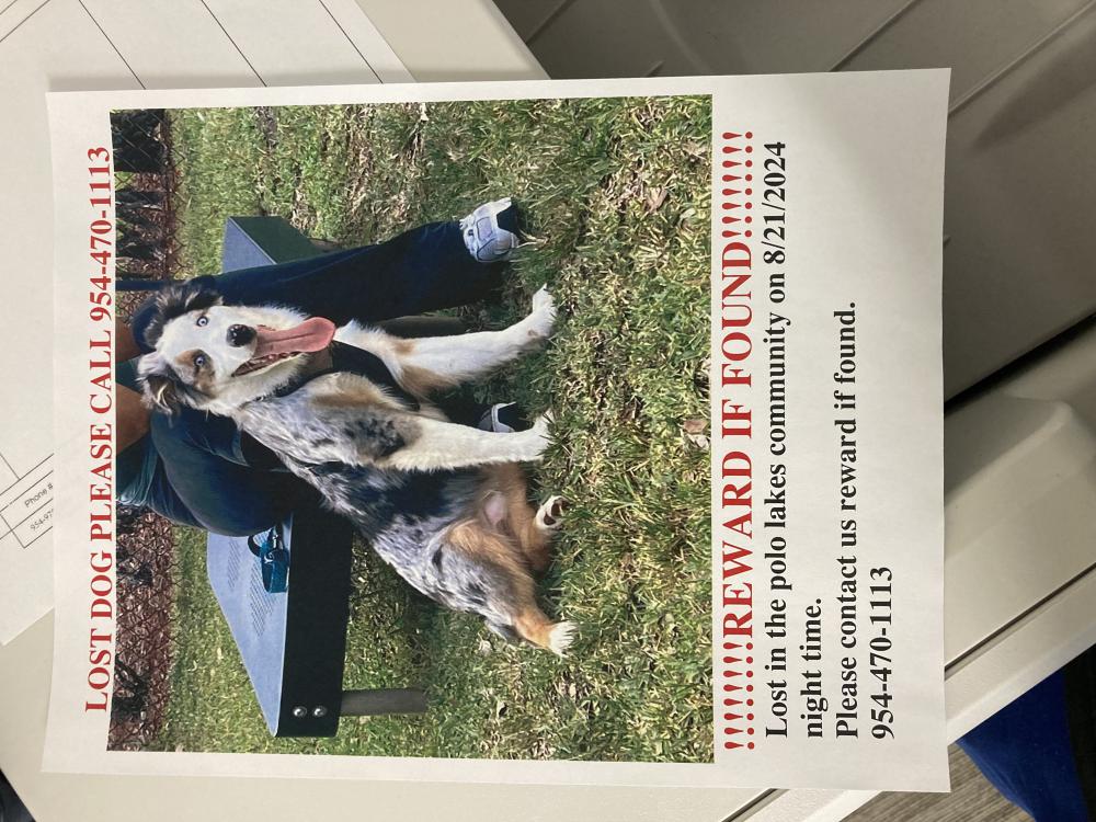 Lost Dog Miniature American Shepherd in WELLINGTON, FL - Lost My Doggie