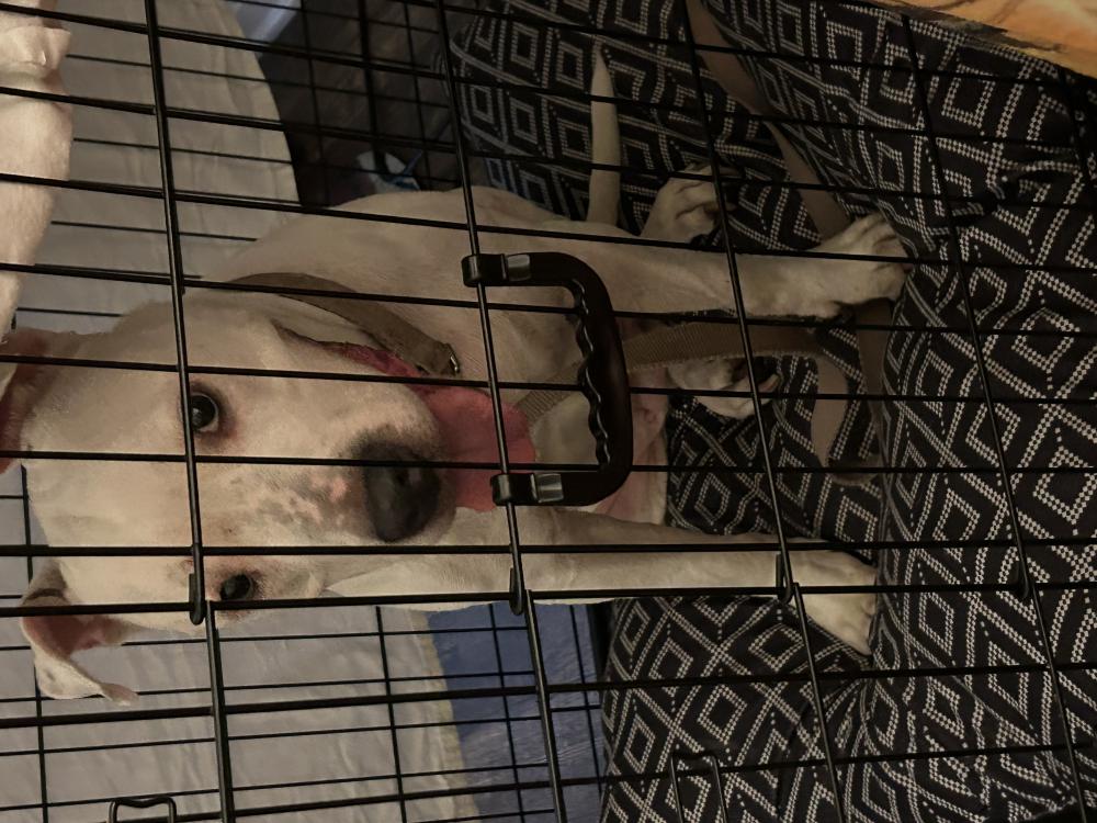 Found Dog Mixed Breed in TYLER, TX - Lost My Doggie