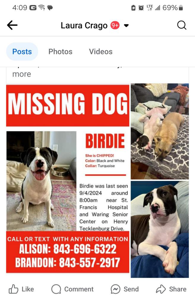 Lost Dog Pit Bull in CHARLESTON, SC - Lost My Doggie