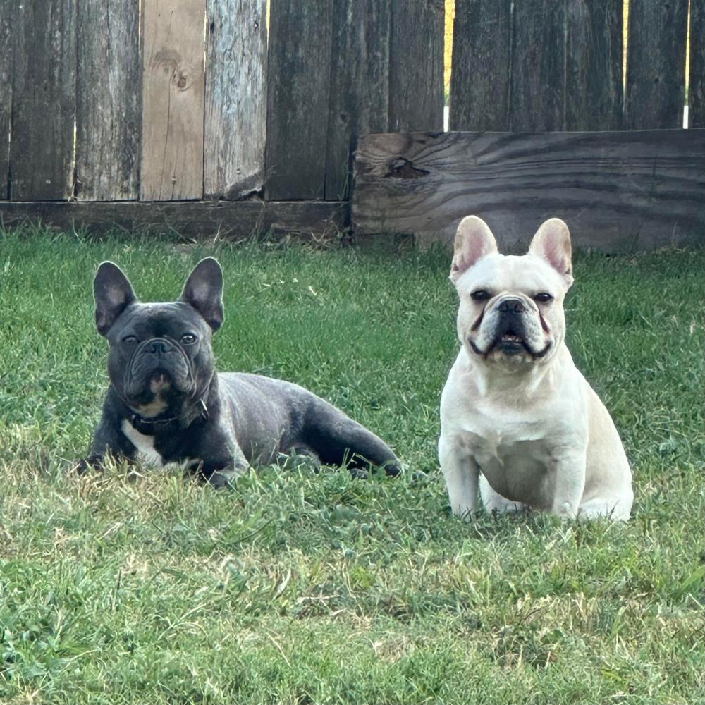 Lost Dog French Bulldog in HOUSTON, TX - Lost My Doggie