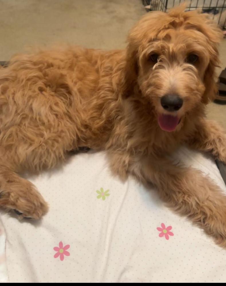 Lost Dog Golden Retriever in CANTONMENT, FL - Lost My Doggie