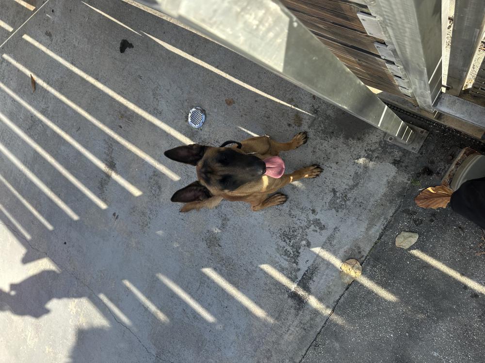 Found Dog Belgian Malinois in MIAMI, FL - Lost My Doggie