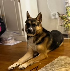 Lost Dog German Shepherd in TACOMA, WA - Lost My Doggie