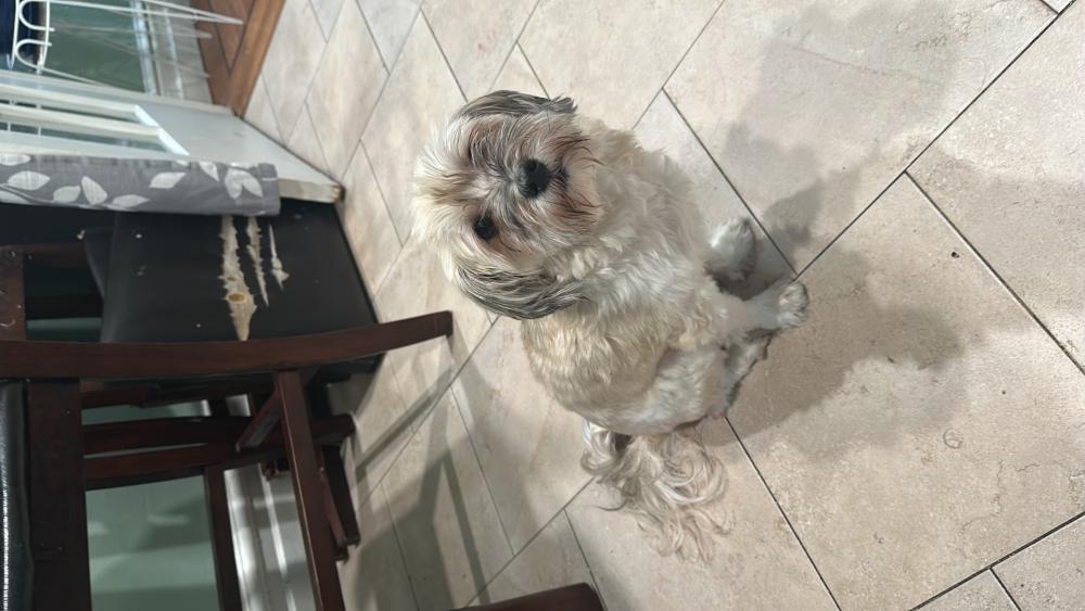 Lost Dog Havanese in MASPETH, NY - Lost My Doggie