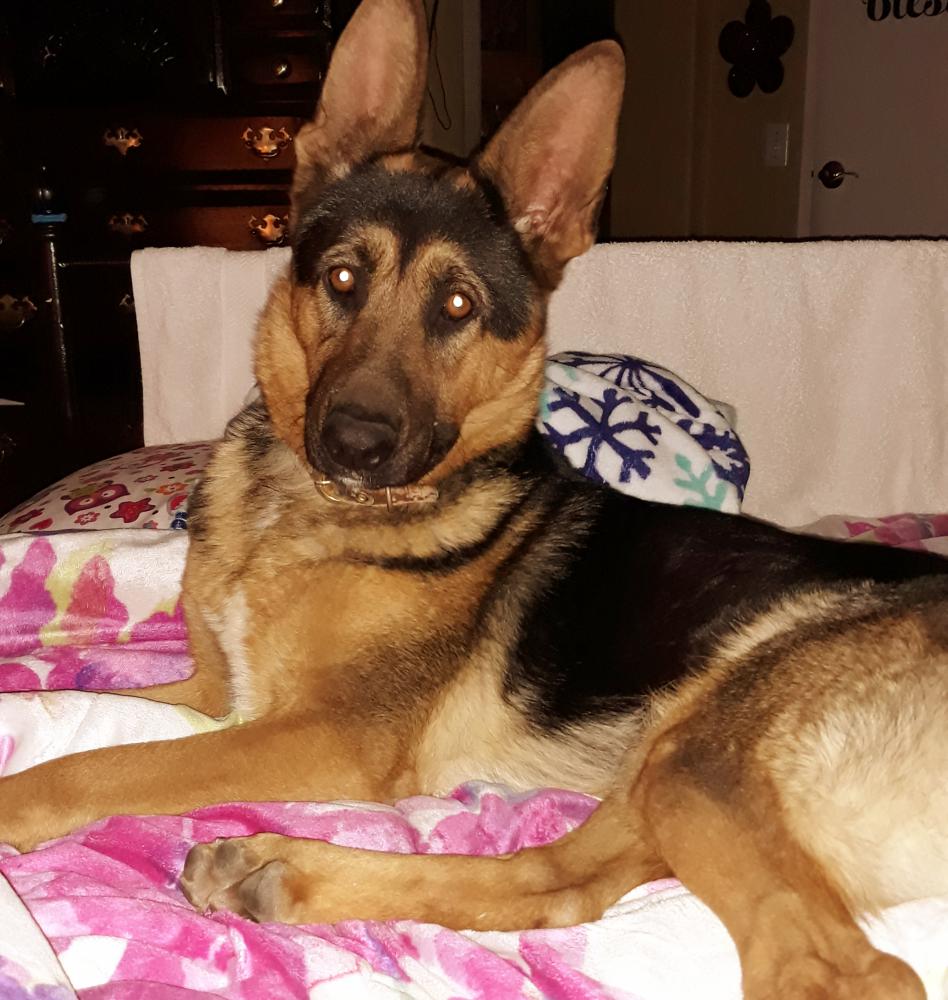 Lost Dog German Shepherd in STOCKTON, CA - Lost My Doggie