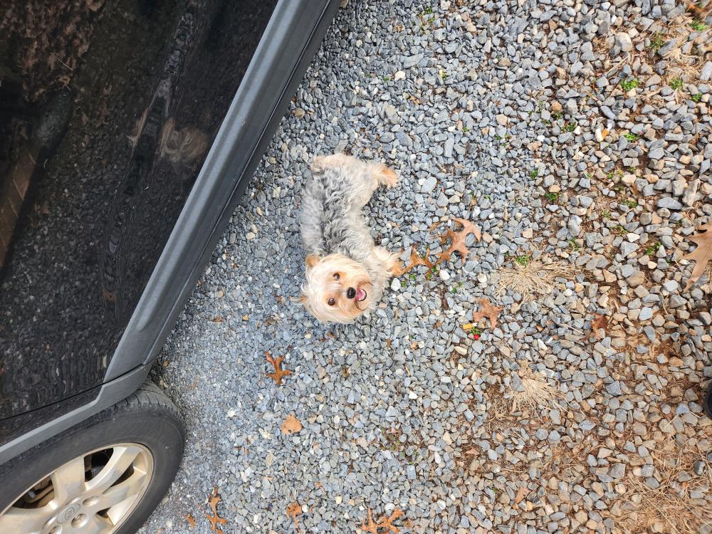Lost Dog Yorkshire Terrier in GRETNA, VA - Lost My Doggie