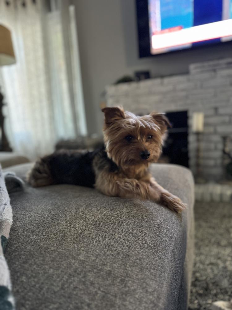 Lost Dog Yorkshire Terrier in SAN DIMAS, CA - Lost My Doggie