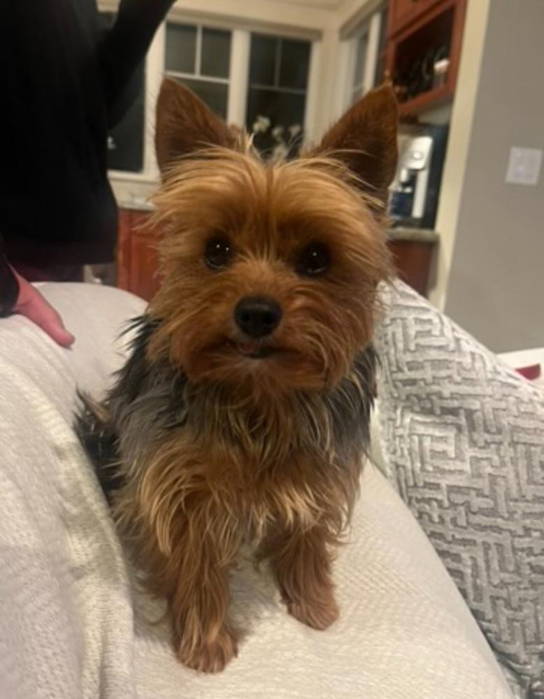 Lost Dog Yorkshire Terrier in ORINDA, CA - Lost My Doggie