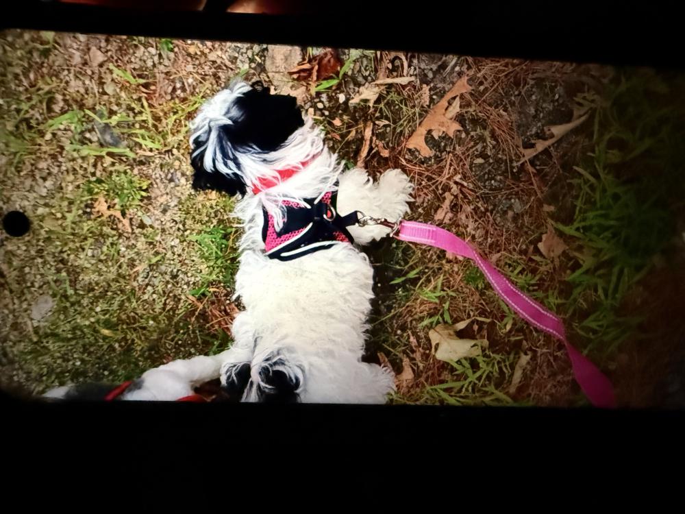 Lost Dog Maltese in MARLBOROUGH, MA - Lost My Doggie