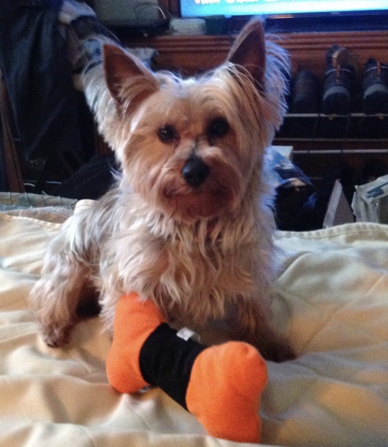 Lost Dog Yorkshire Terrier in INGLEWOOD, CA - Lost My Doggie