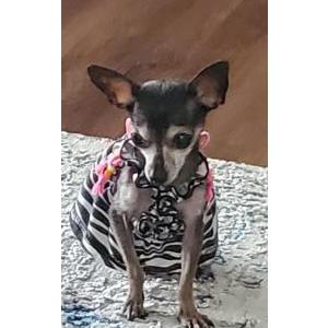 Lost Dogs In CLERMONT, FL - Lost My Doggie