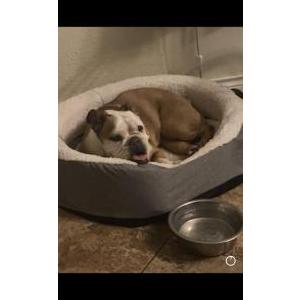 Lost Dogs In SAN ANTONIO, TX - Lost My Doggie