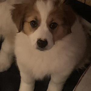 Lost My Doggie - Our Lost Dog Locating Service will Help Find Your Lost ...