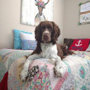 Lost My Doggie - Our Lost Dog Locating Service will Help Find Your Lost ...