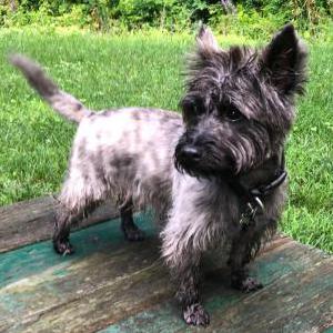 Lost My Doggie - Our Lost Dog Locating Service will Help Find Your Lost ...