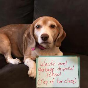 Lost My Doggie - Our Lost Dog Locating Service will Help Find Your Lost ...